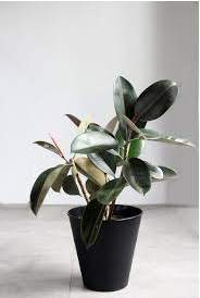 Indoor Growing: Rubber Tree - AkumalNow