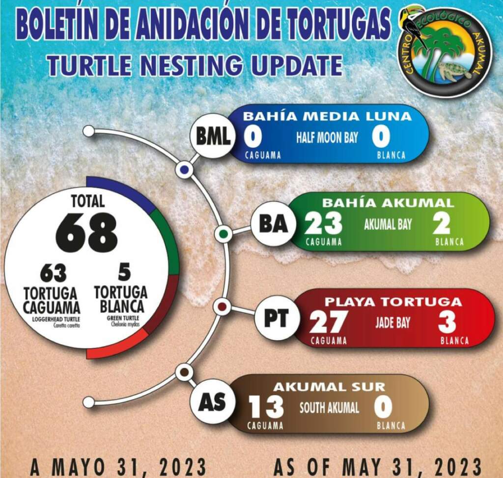 Turtle Stats - 31 May 2023 - AkumalNow