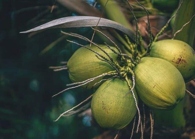 Coconut's Journey to Mexico - AkumalNow