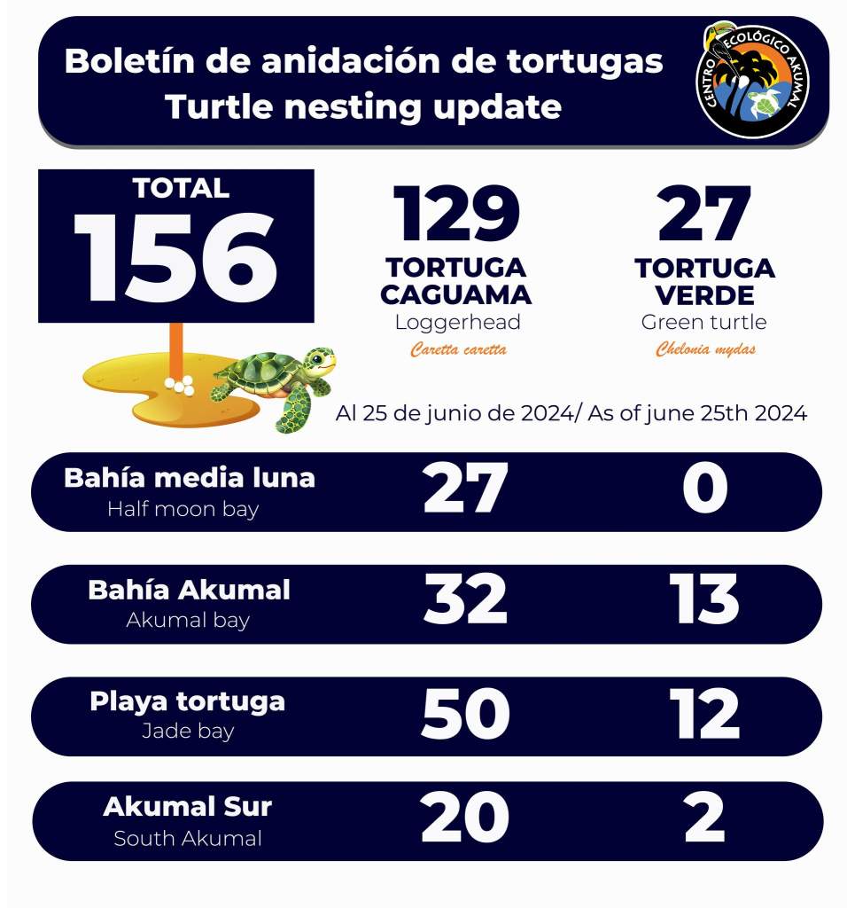 Turtle Stats - 25 June 2024 - AkumalNow